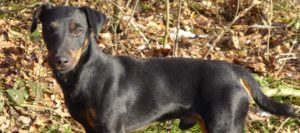 Unsere Jagdhunde (XXV): Der Deutsche Jagdterrier – Natürlich Jagd