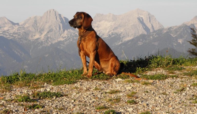 Unsere Jagdhunde (XXII): Der Bayerische Gebirgsschweißhund – Natürlich Jagd