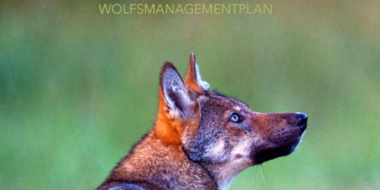 Neuer Wolfsmanagementplan für Hessen – Natürlich Jagd
