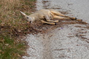 Totes Reh durch die Stadt geschleift – Natürlich Jagd
