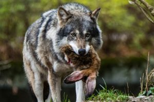 LIFE WILD WOLF – Natürlich Jagd
