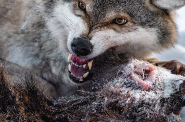 Stellnetze – Natürlich Jagd