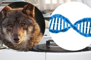 Schweizer Wolfs-Monitoring: Änderungen in der DNA-Analyse – Natürlich Jagd