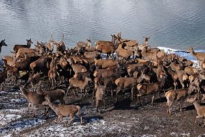 Nationalpark Berchtesgaden: Austausch zum Wildtiermanagement ...