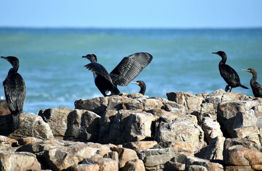 Schutzjagd auf Kormorane in Stockholm gut angelaufen – Natürlich Jagd