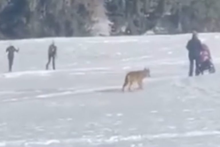 Wolf verfolgt Frau mit Kinderwagen im Val di Fassa – Natürlich Jagd