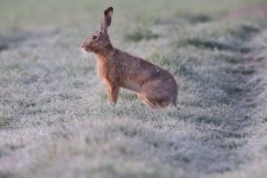 Rückschlag für den Feldhasen und andere Arten der Feldflur – Natürlich Jagd