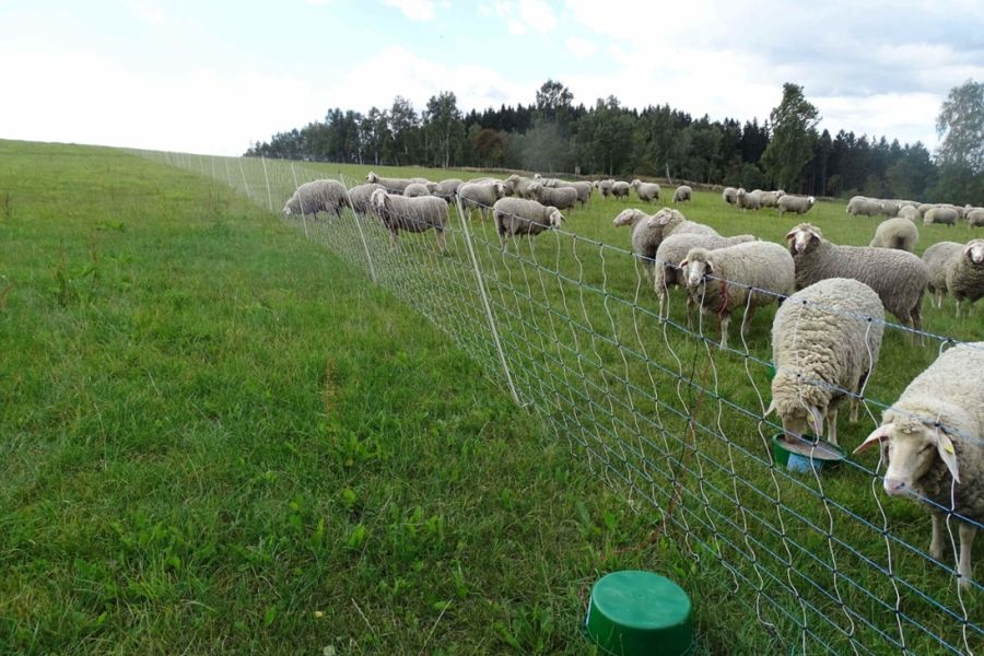 Mehr Wolfsrisse zum Start der Weidesaison in Sachsen erwartet ...